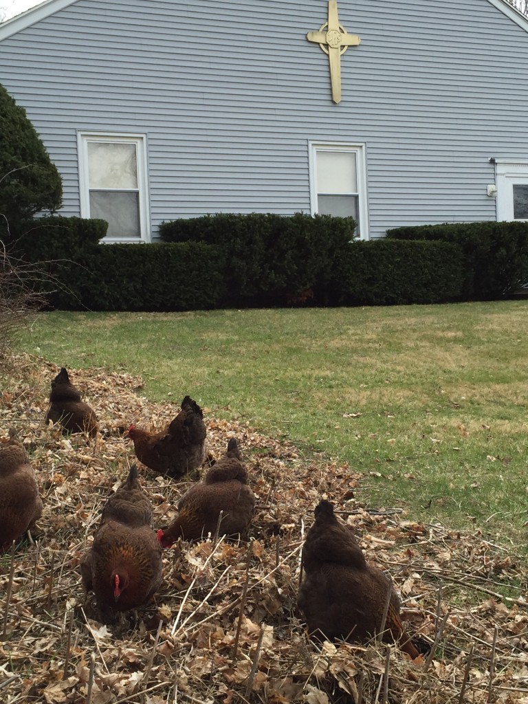 Pilgrim chickens - North Canaan Congregational Church